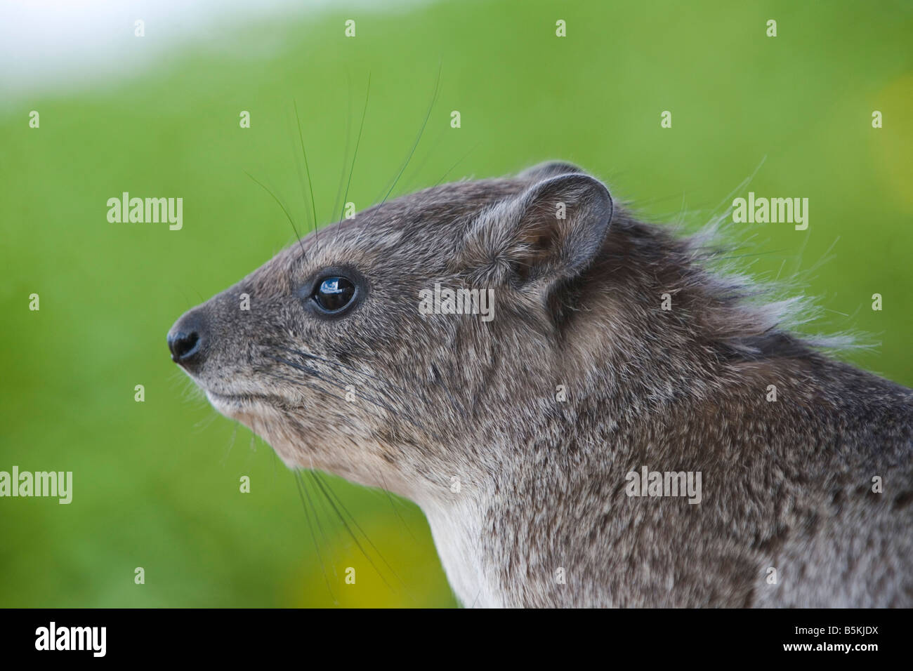 Hyracoidea hi-res stock photography and images - Alamy