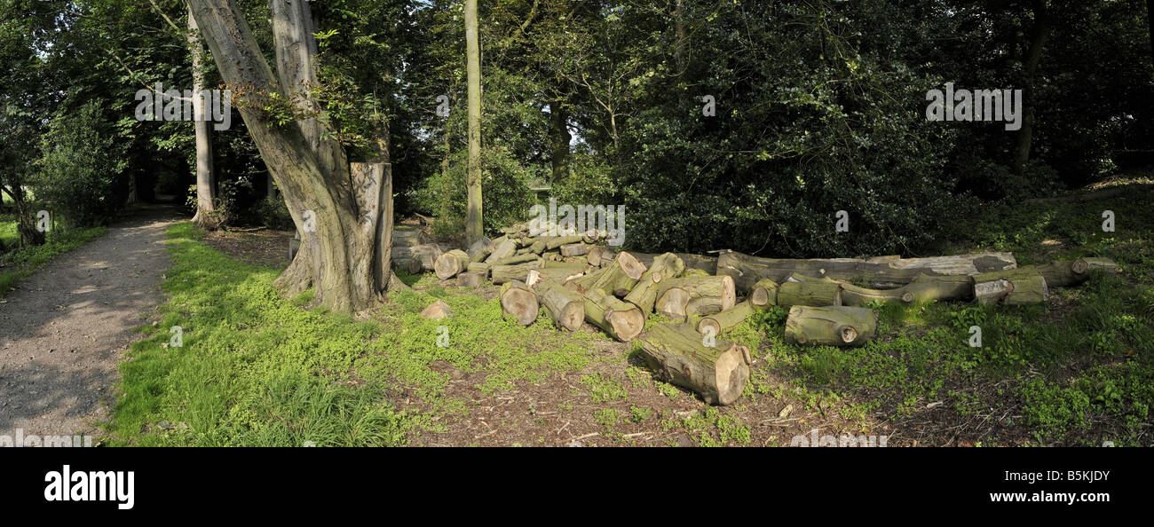 cut logs in forest firewood timber forestry Stock Photo - Alamy