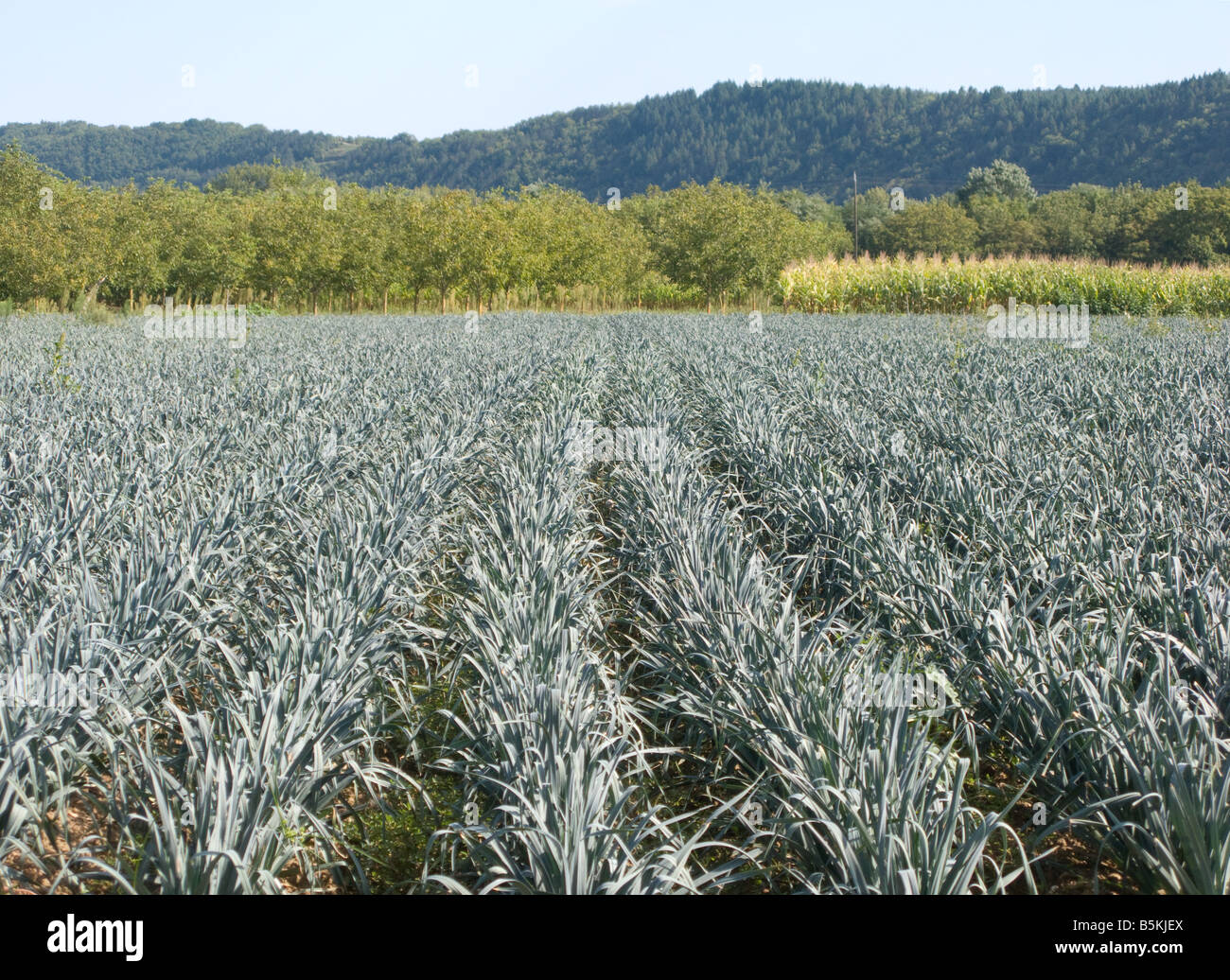 Leek cultivation france hi-res stock photography and images - Alamy