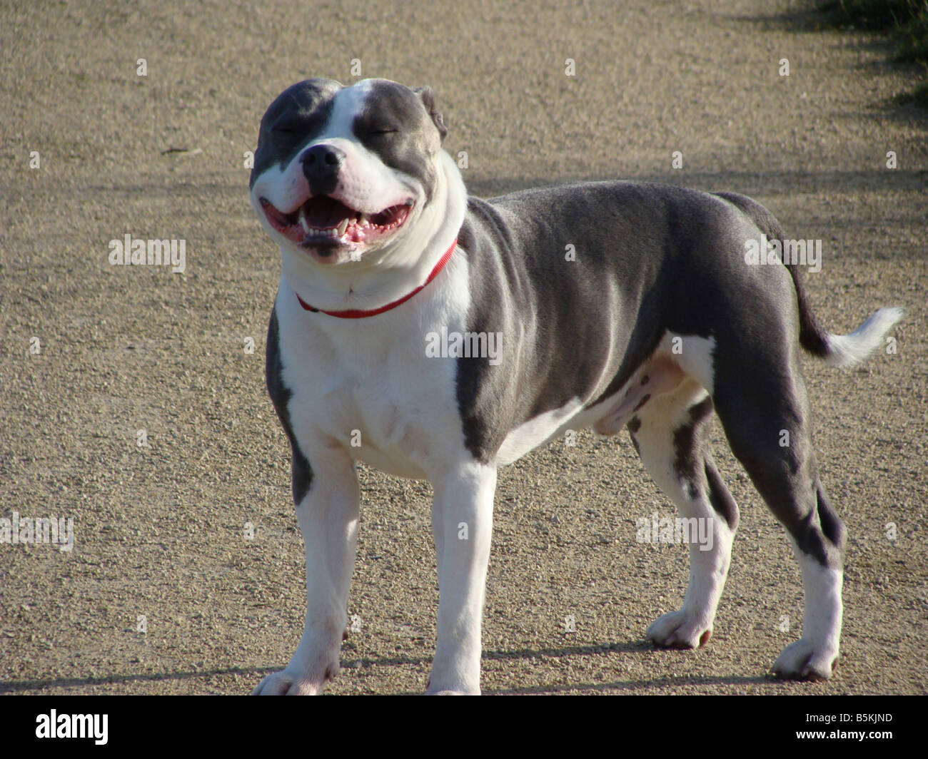A Staffordshire bull terrier(blue),viewed from the front Stock Photo ...