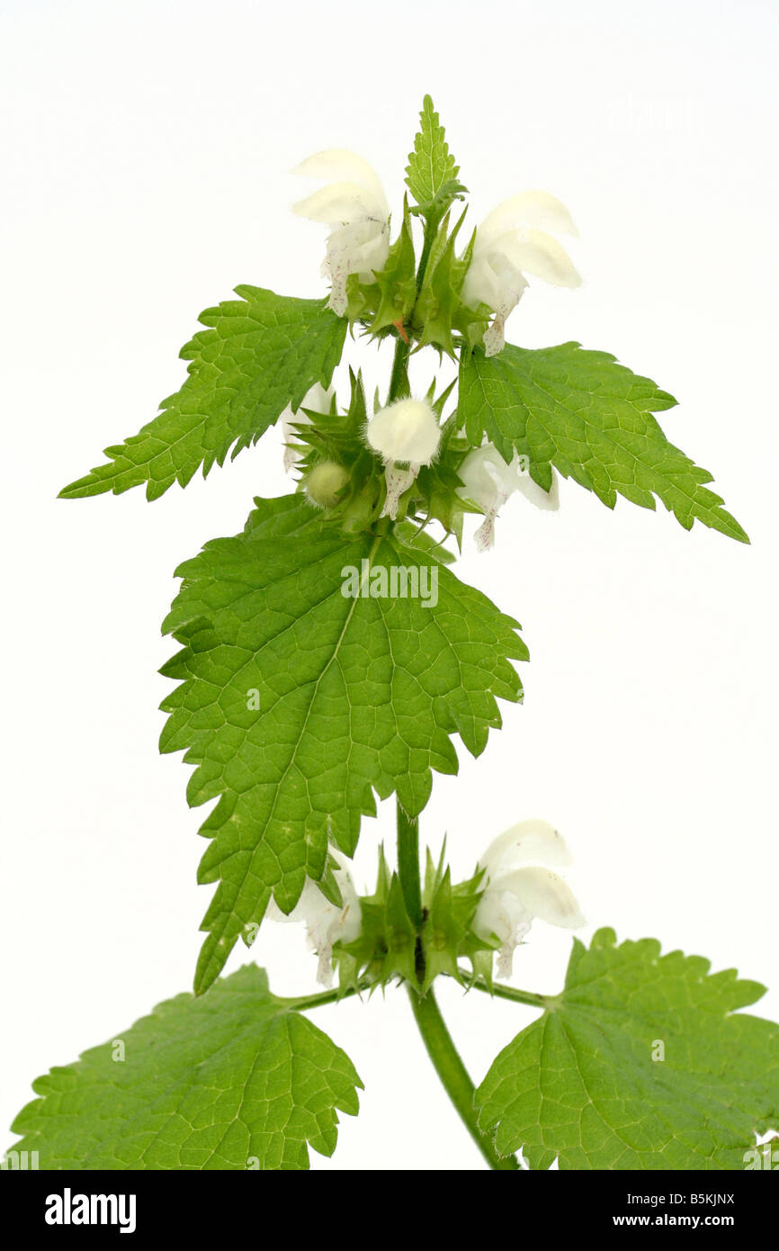 White dead nettle Lamium album Stock Photo - Alamy