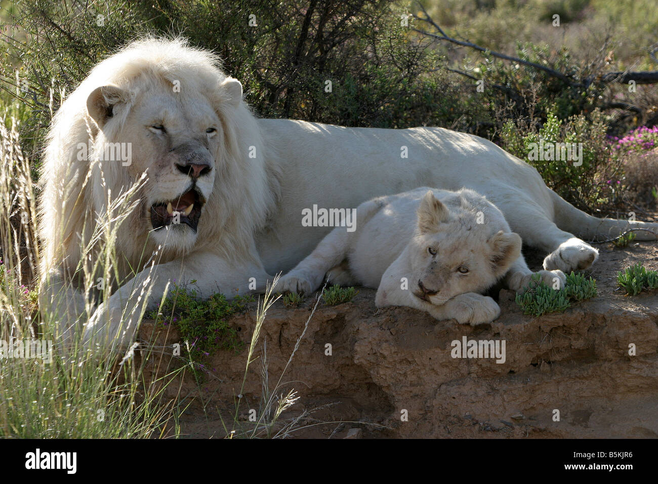 White Lion male and cub Stock Photo - Alamy