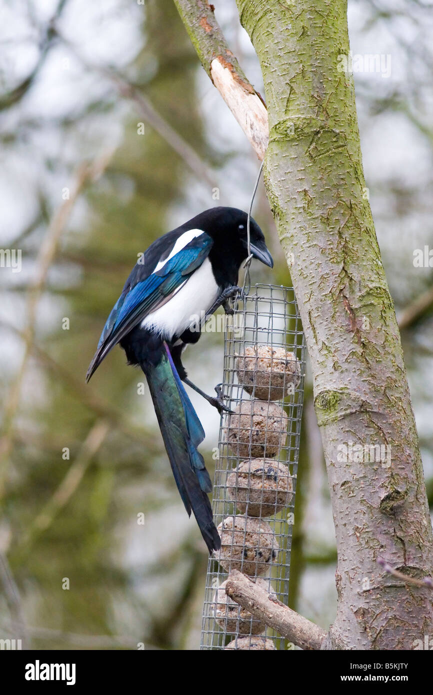 Magpie - Pica pica stealing raiding food Stock Photo - Alamy