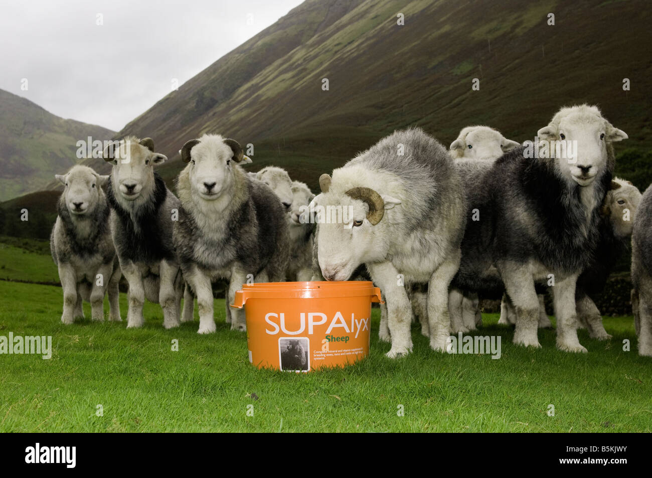 High energy bucket for sheep hi-res stock photography and images - Alamy