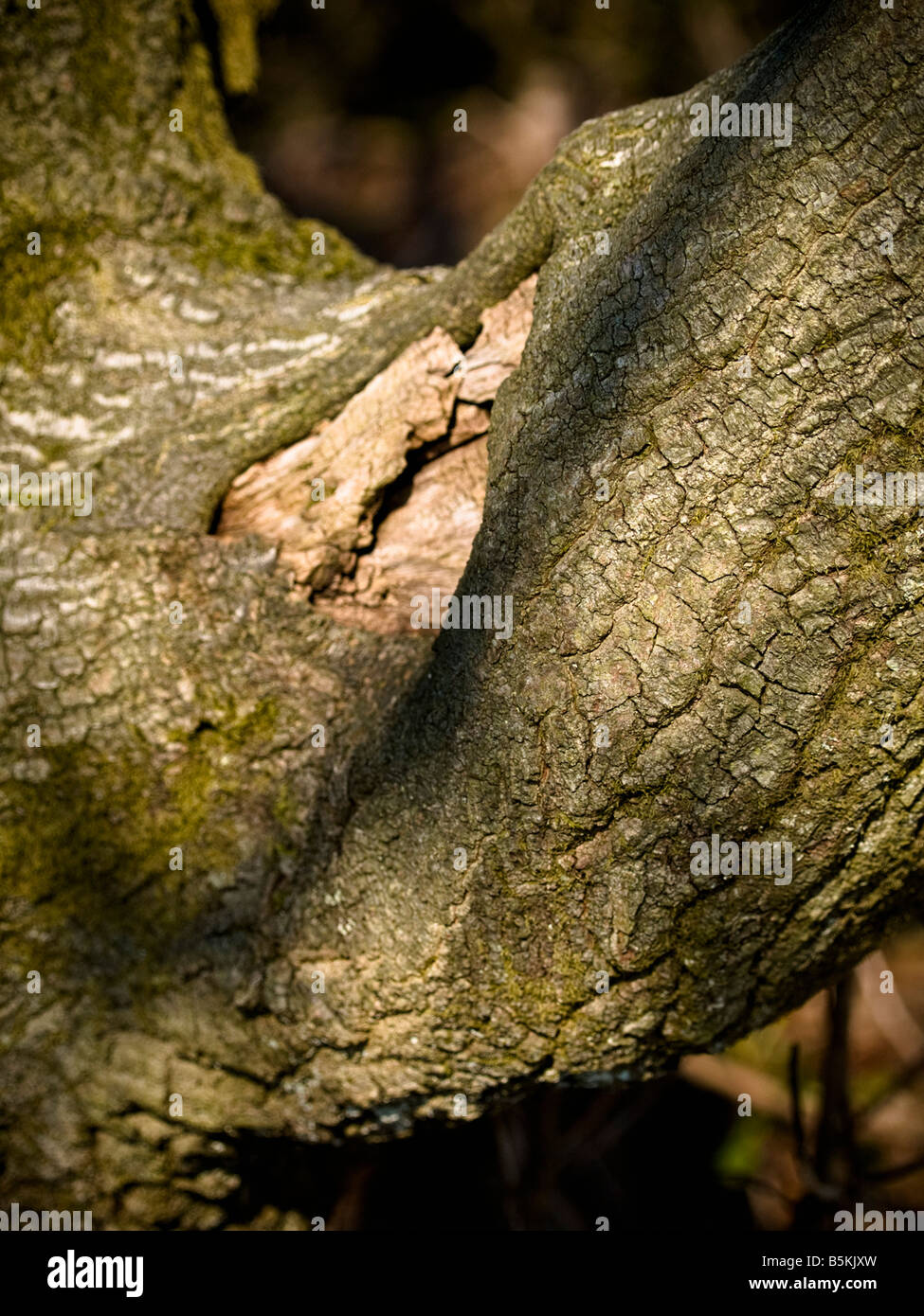 Lychen hi-res stock photography and images - Alamy