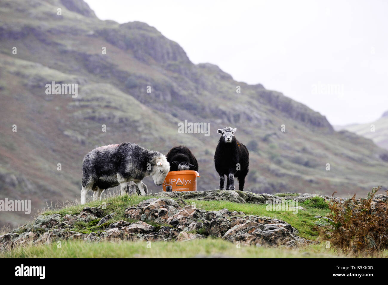 High energy bucket for sheep hi-res stock photography and images - Alamy