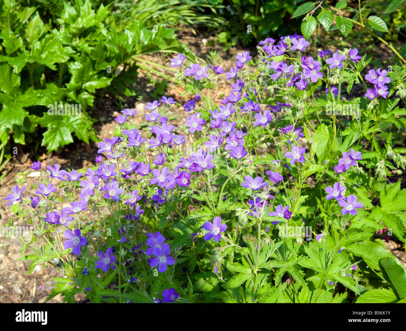 Geranium shaped leaves hi-res stock photography and images - Alamy