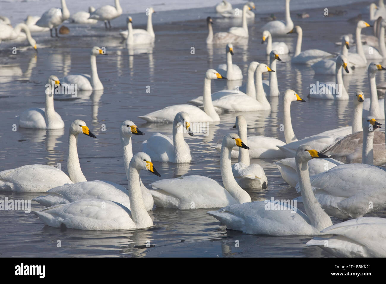Whooper swans on lake kussharo hi-res stock photography and images - Alamy
