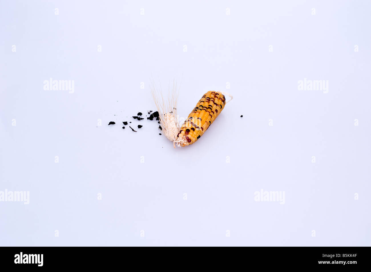 Small ear of corn with cornsilk next to potting soil Stock Photo - Alamy