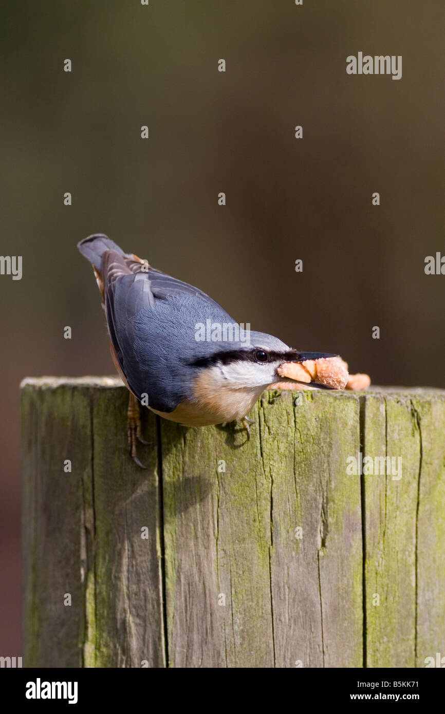 Nuthatch - Sitta europaea bill beak full of nuts Stock Photo - Alamy