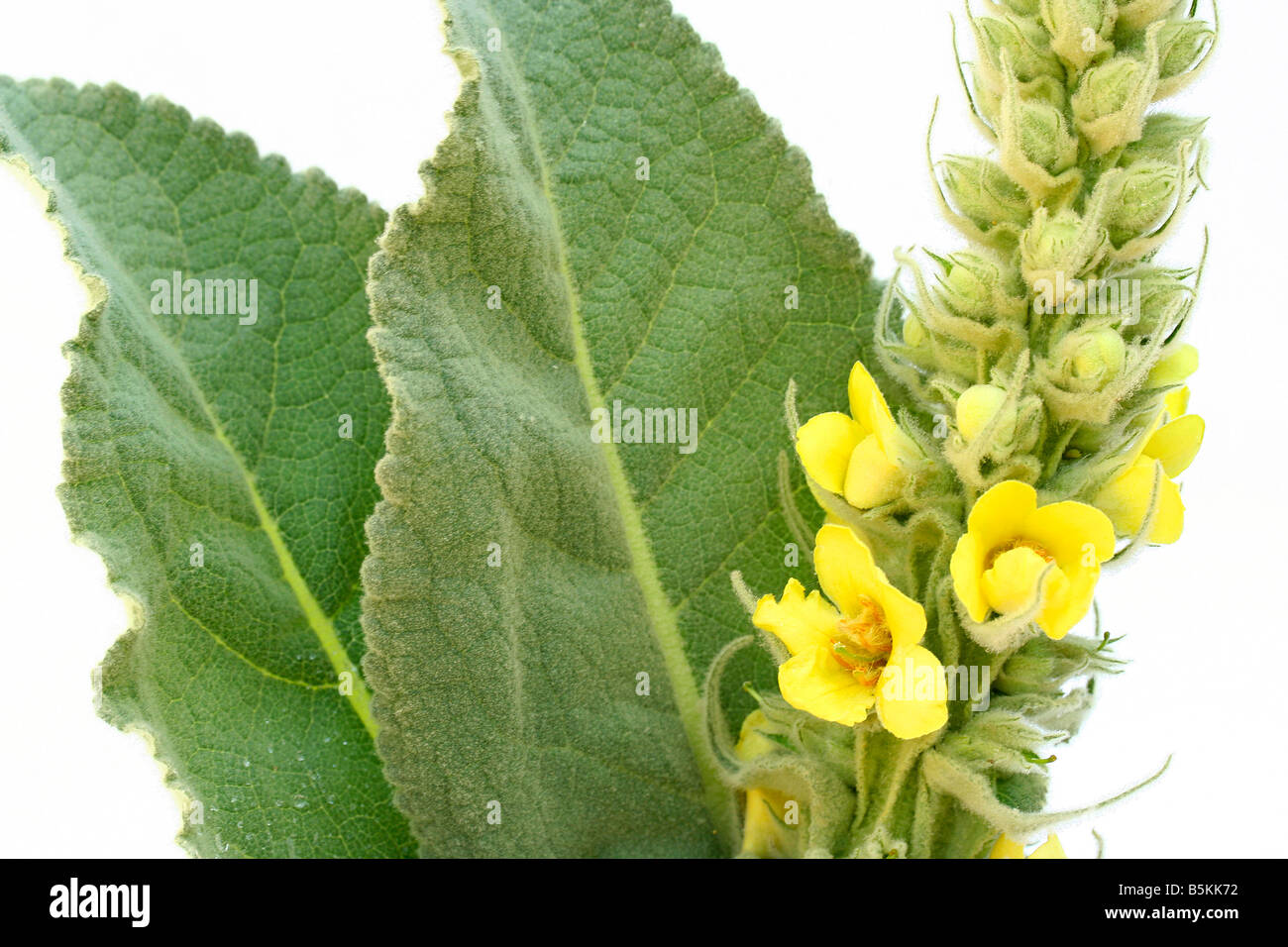 Fresh verbascum flowers in hi-res stock photography and images - Alamy