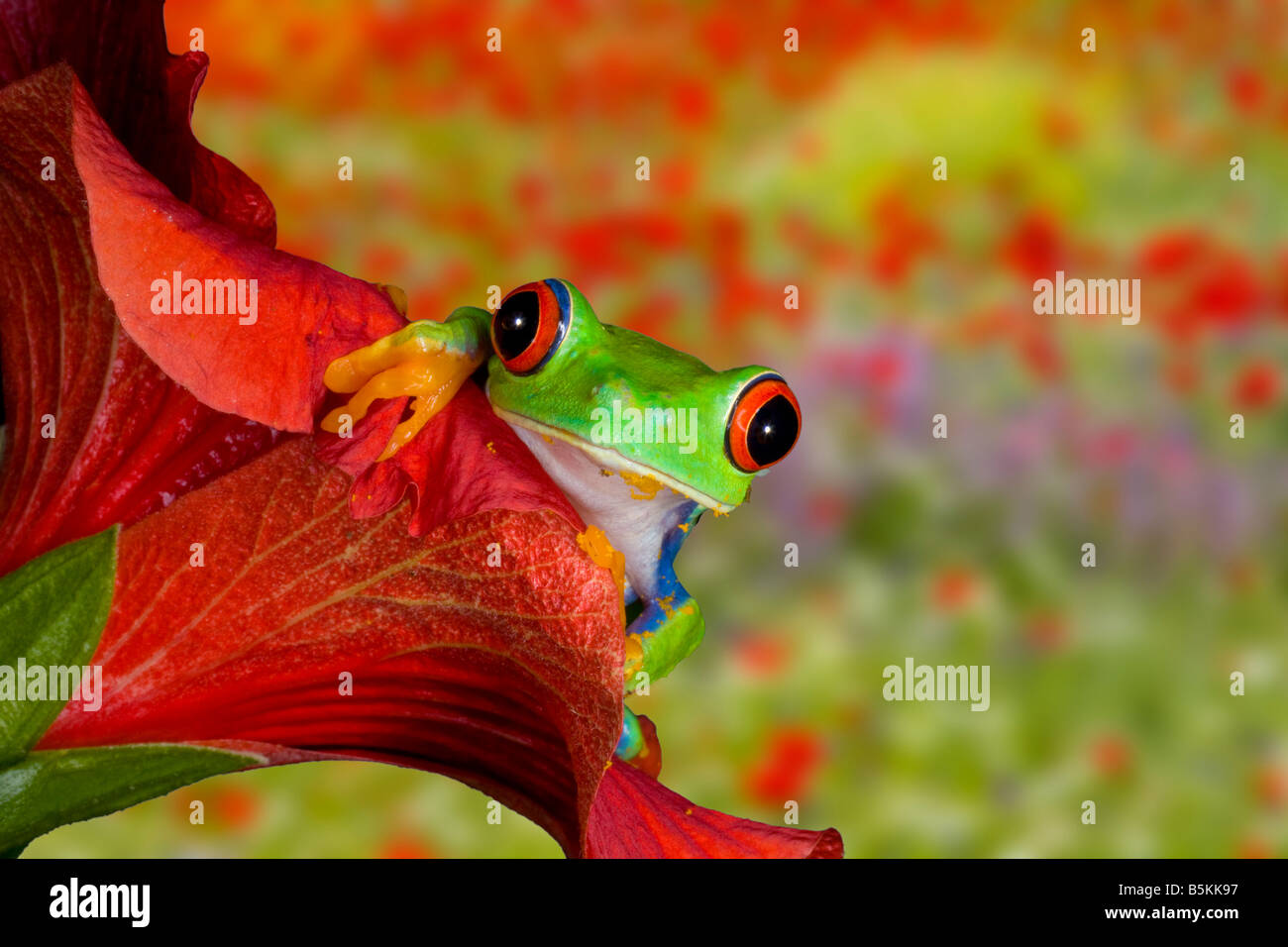 Red eye tree frog, Costa Rica (Agalychnis callidryas Stock Photo - Alamy