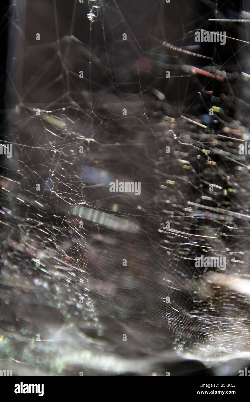 Lots of cobweb on the bush hi-res stock photography and images - Alamy