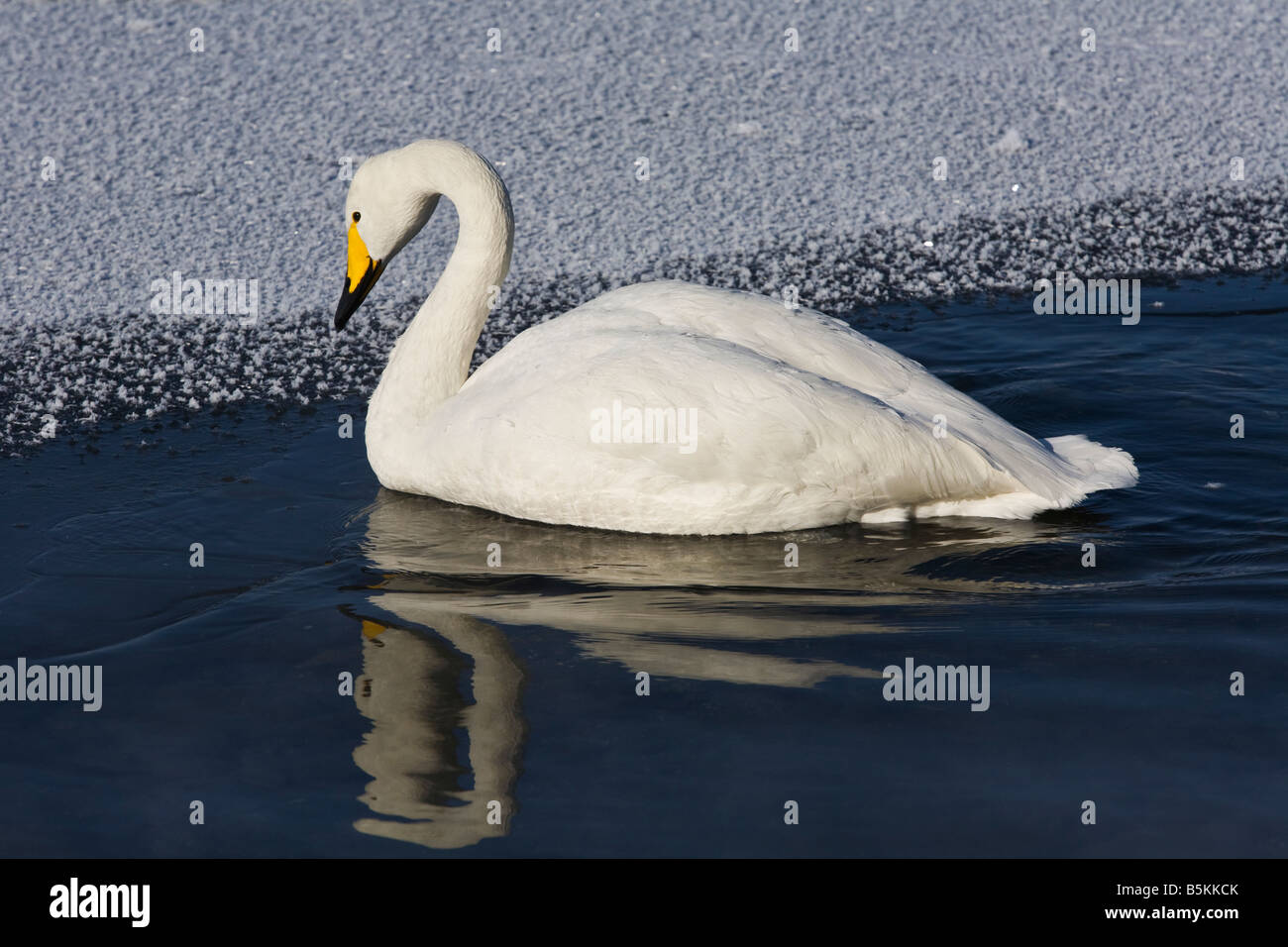 Hokkaido japan single whooper swan hi-res stock photography and images ...