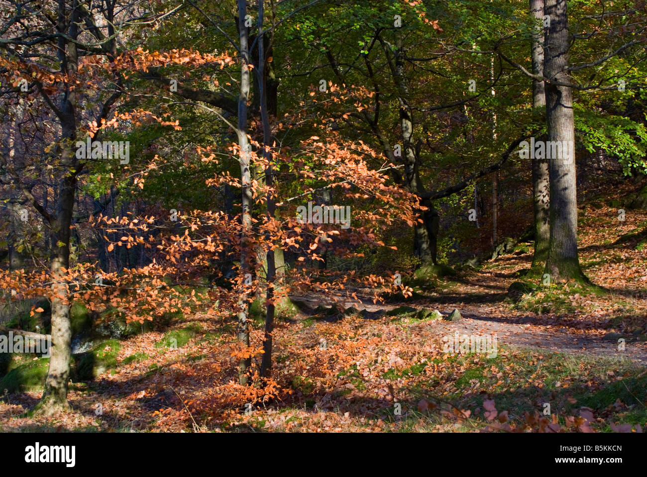 171 iain davidson photographic hi-res stock photography and images - Alamy