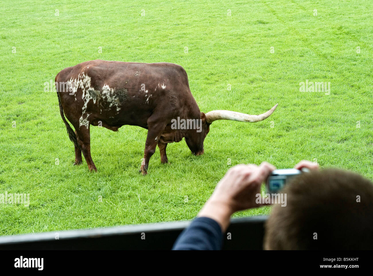 Taking picture of Ox Stock Photo - Alamy