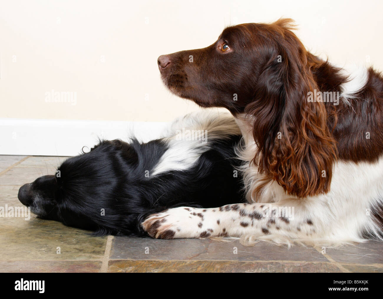 Liver buddies hi-res stock photography and images - Alamy