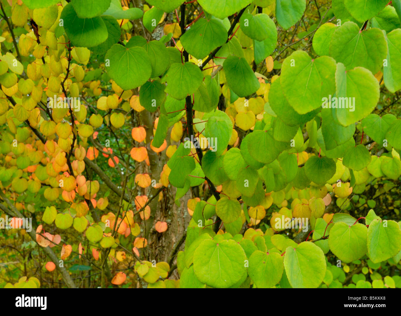 Katsura tree, Cercidiphyllum japonicum. Katsura tree has delicate heart ...