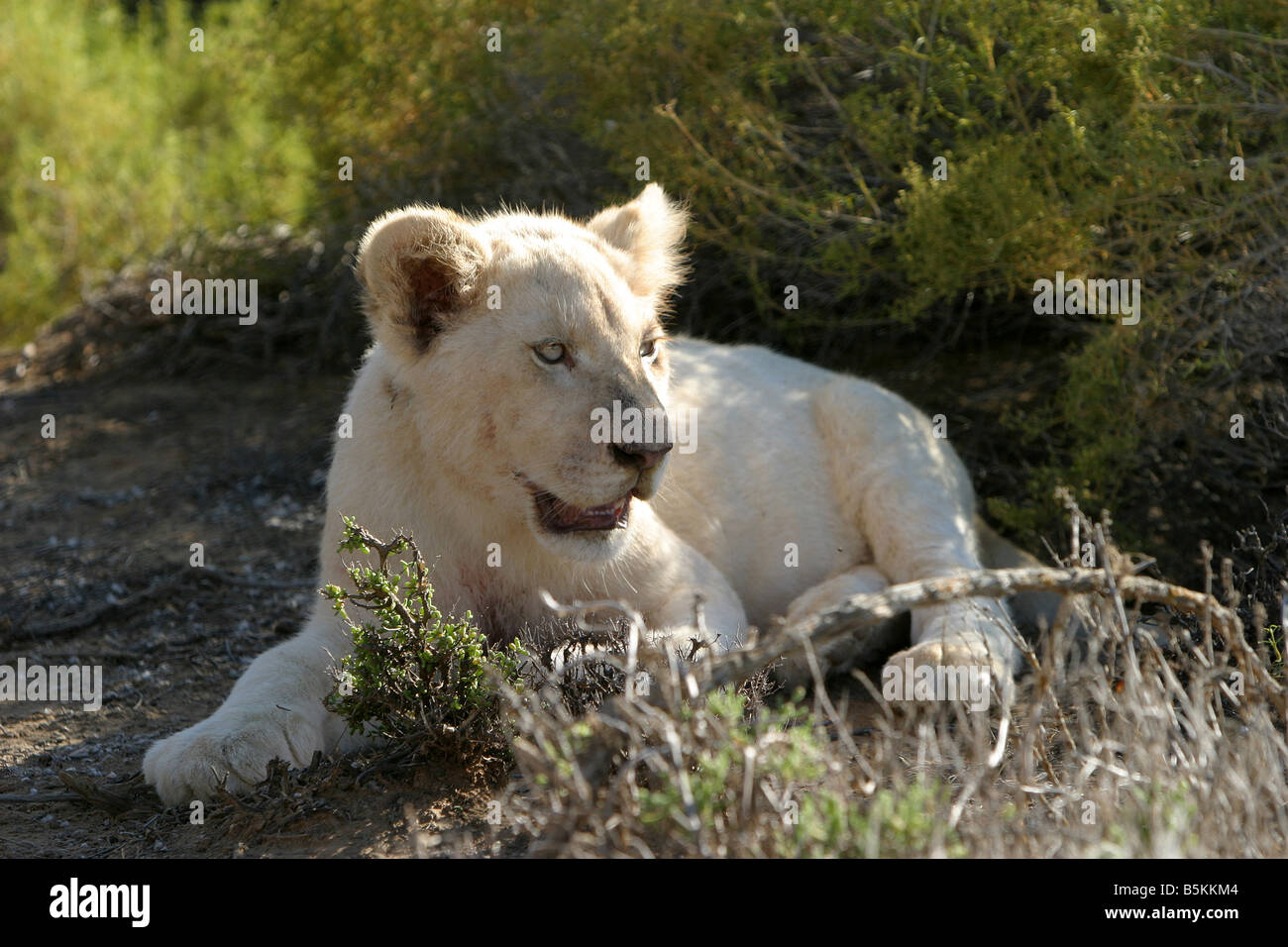 White Lion cub Stock Photo - Alamy