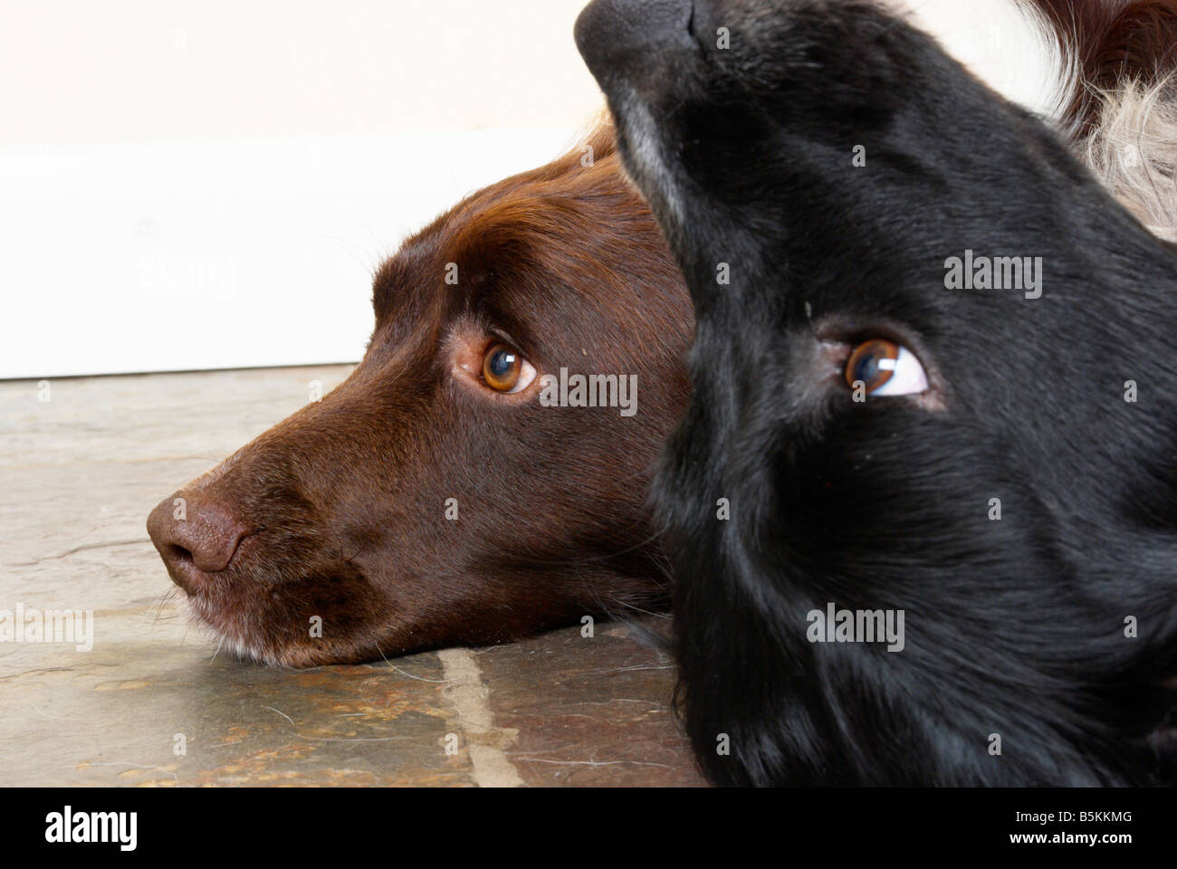 Dog working lines hi-res stock photography and images - Alamy