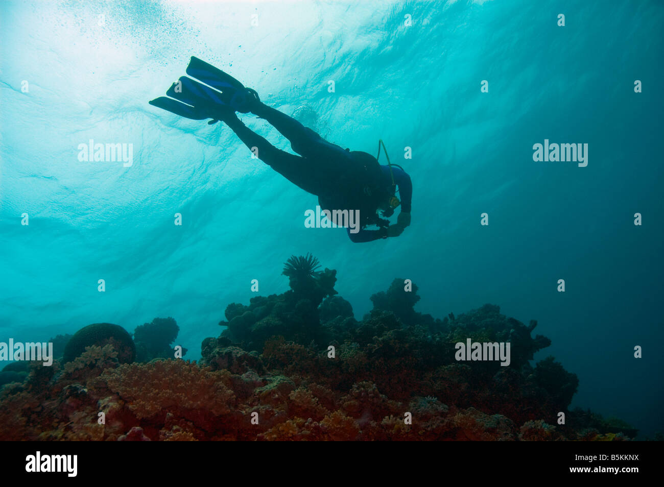 scuba diver above variety of coral of great barrier reef Stock Photo ...