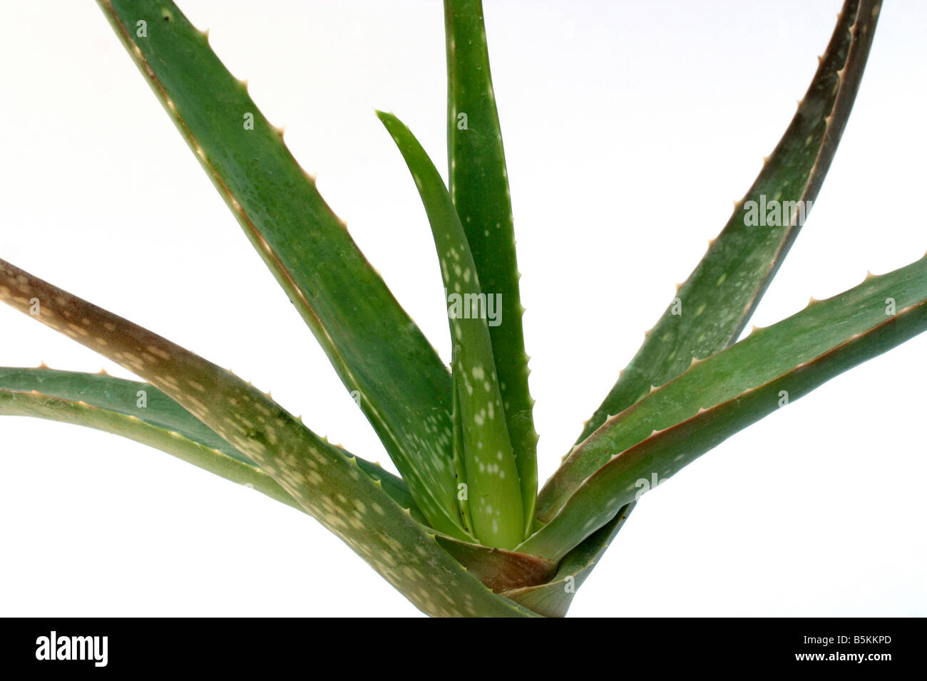 Burnplant Aloe vera Stock Photo - Alamy