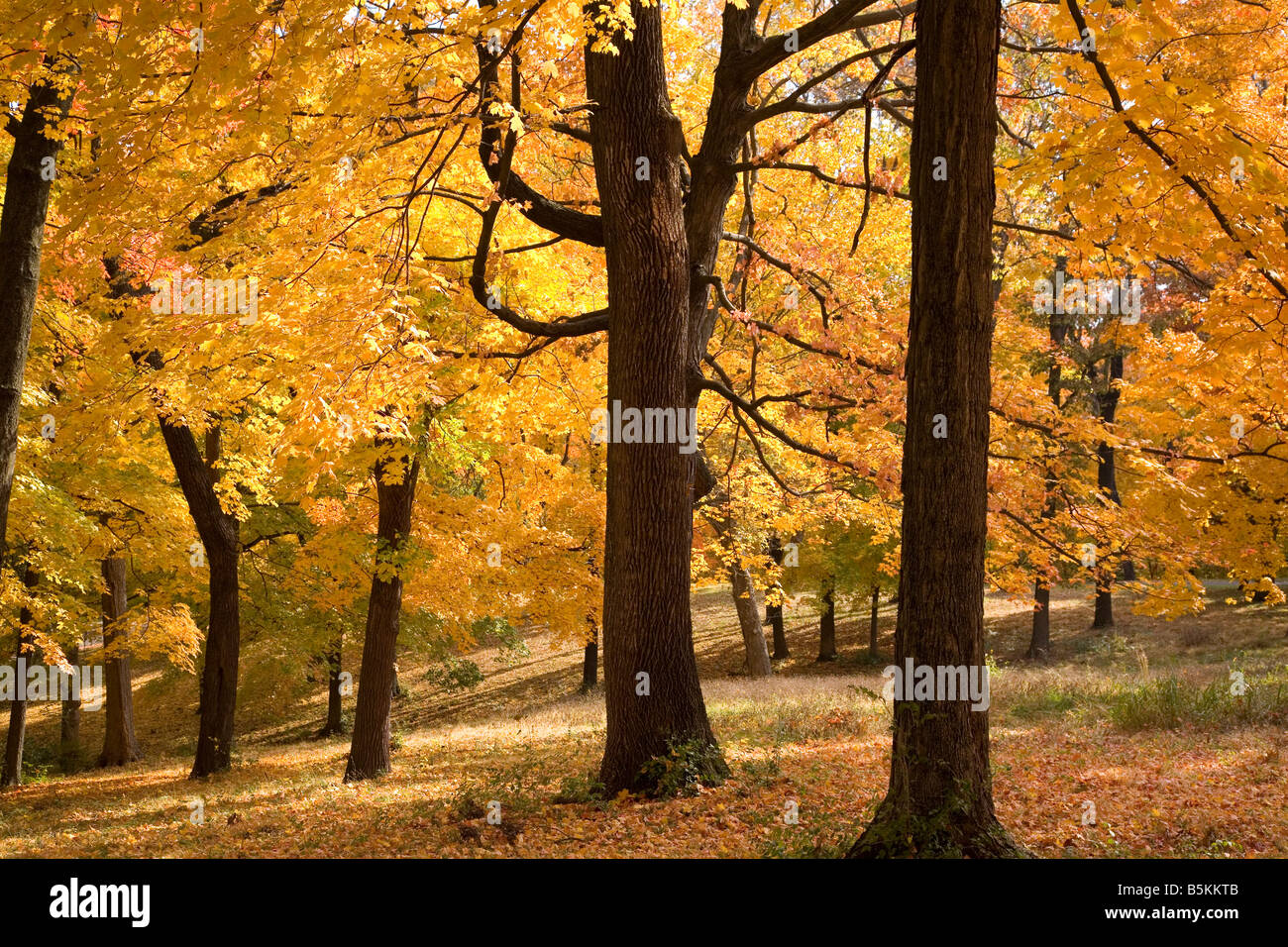 Skeletons of trees hi-res stock photography and images - Alamy