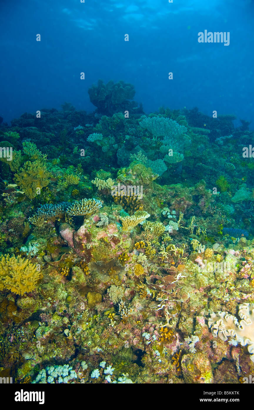 variety of colorful coral of great barrier reef Stock Photo - Alamy