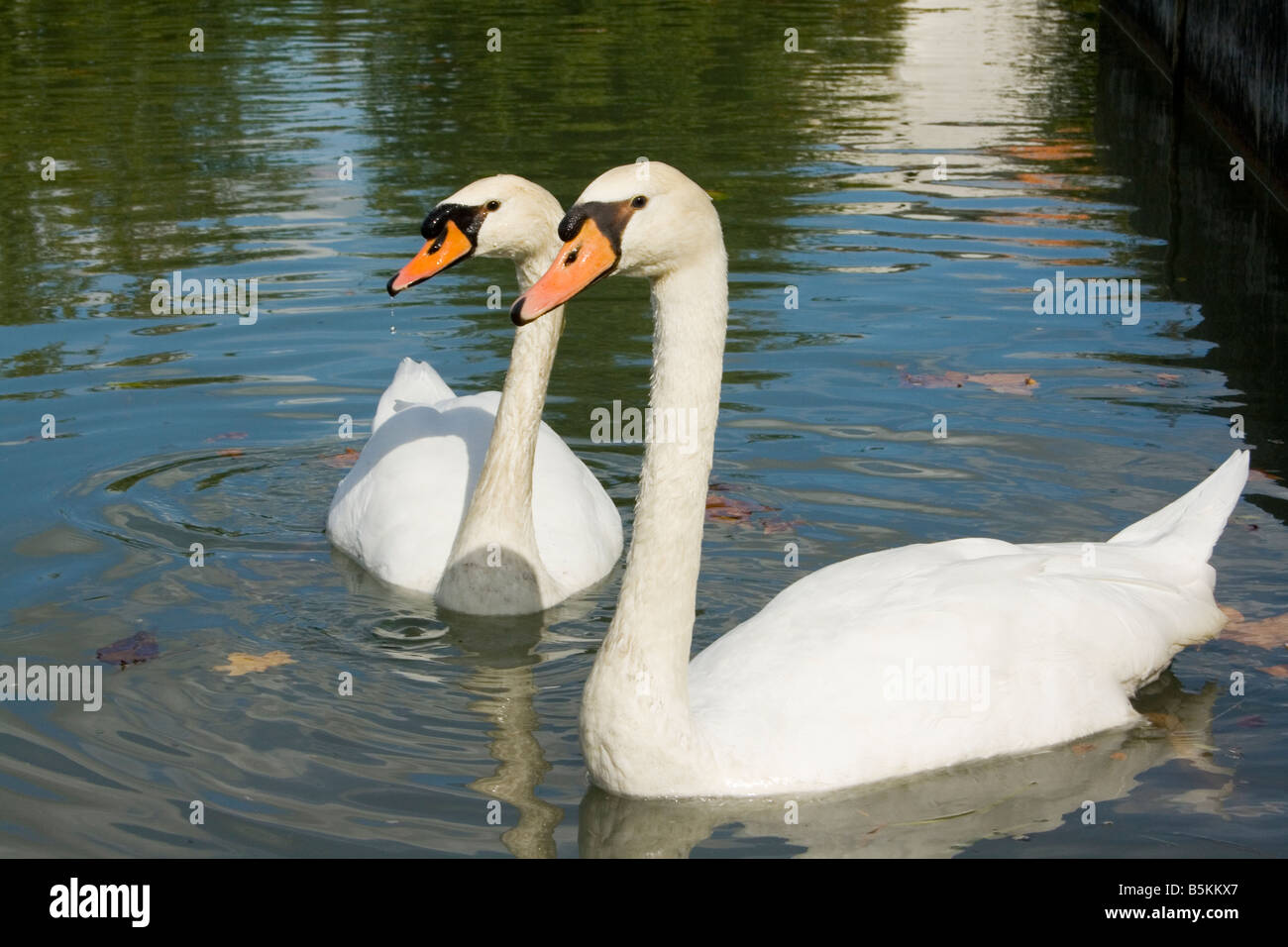 male and female swan on the water Stock Photo - Alamy