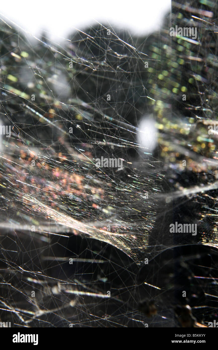 detail of one spider cobweb strands in countryside Stock Photo - Alamy