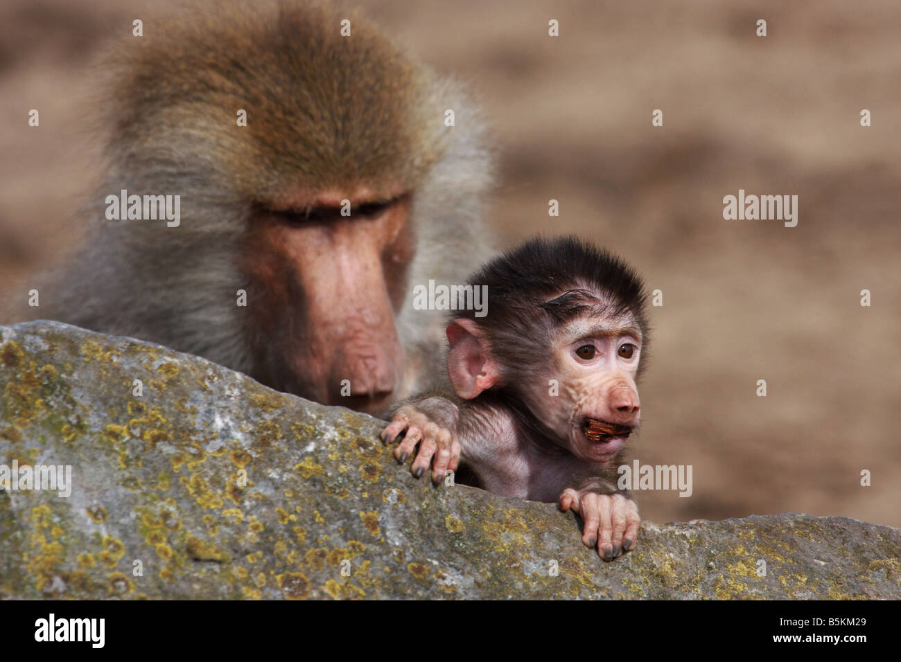 Baboon on a rock hi-res stock photography and images - Alamy