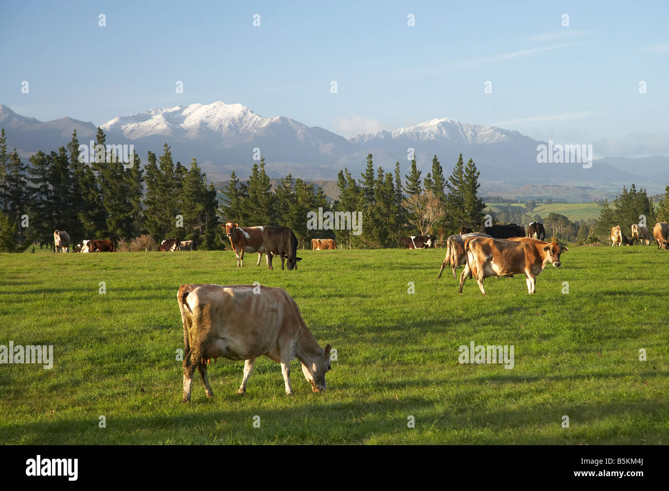 New zealand farm hi-res stock photography and images - Alamy