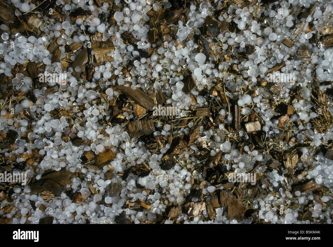 Pelted by hail hi-res stock photography and images - Alamy