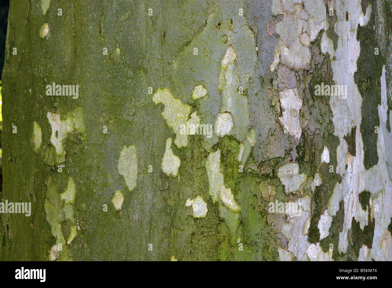 Close up of plane tree bark Stock Photo - Alamy