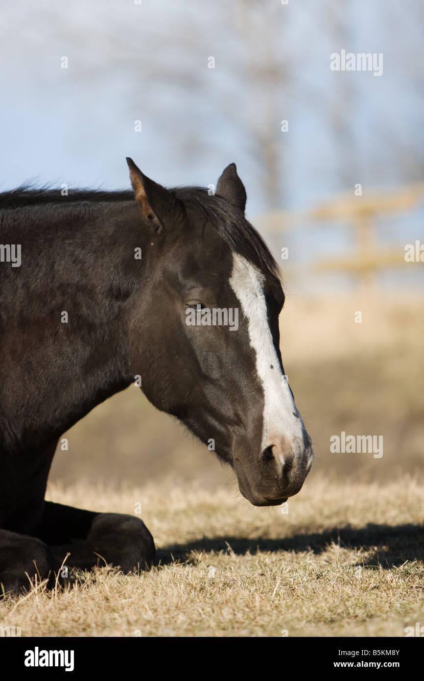 White Quarter Horse Stallion