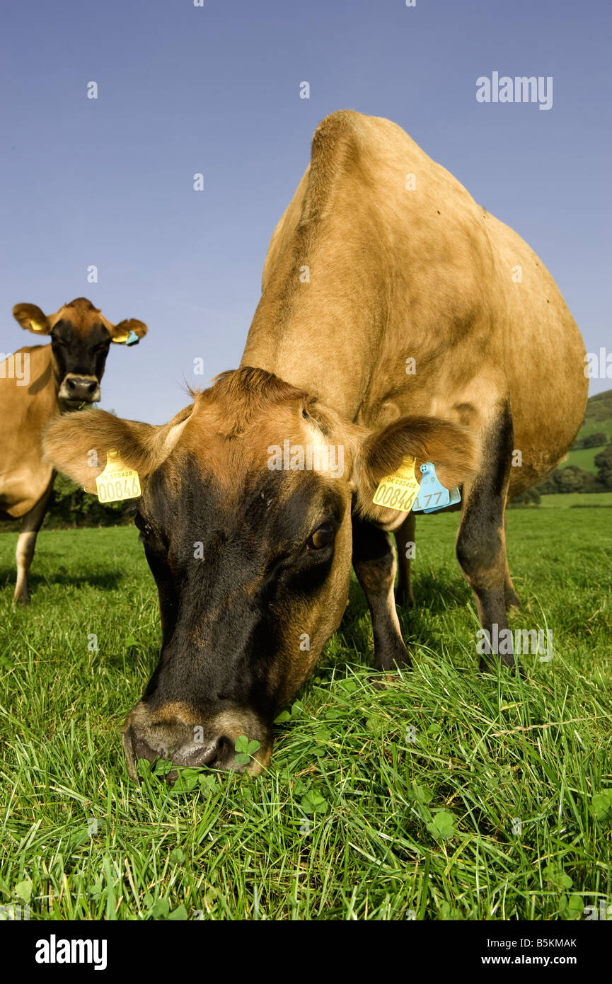 Jersey dairy cattle graze in the Welsh countryside near Ruthin Wales ...