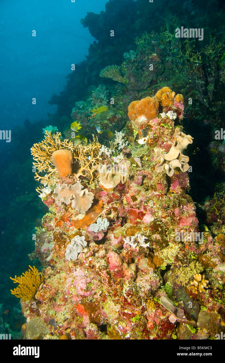 coral varieties of great barrier reef during night dive Stock Photo - Alamy
