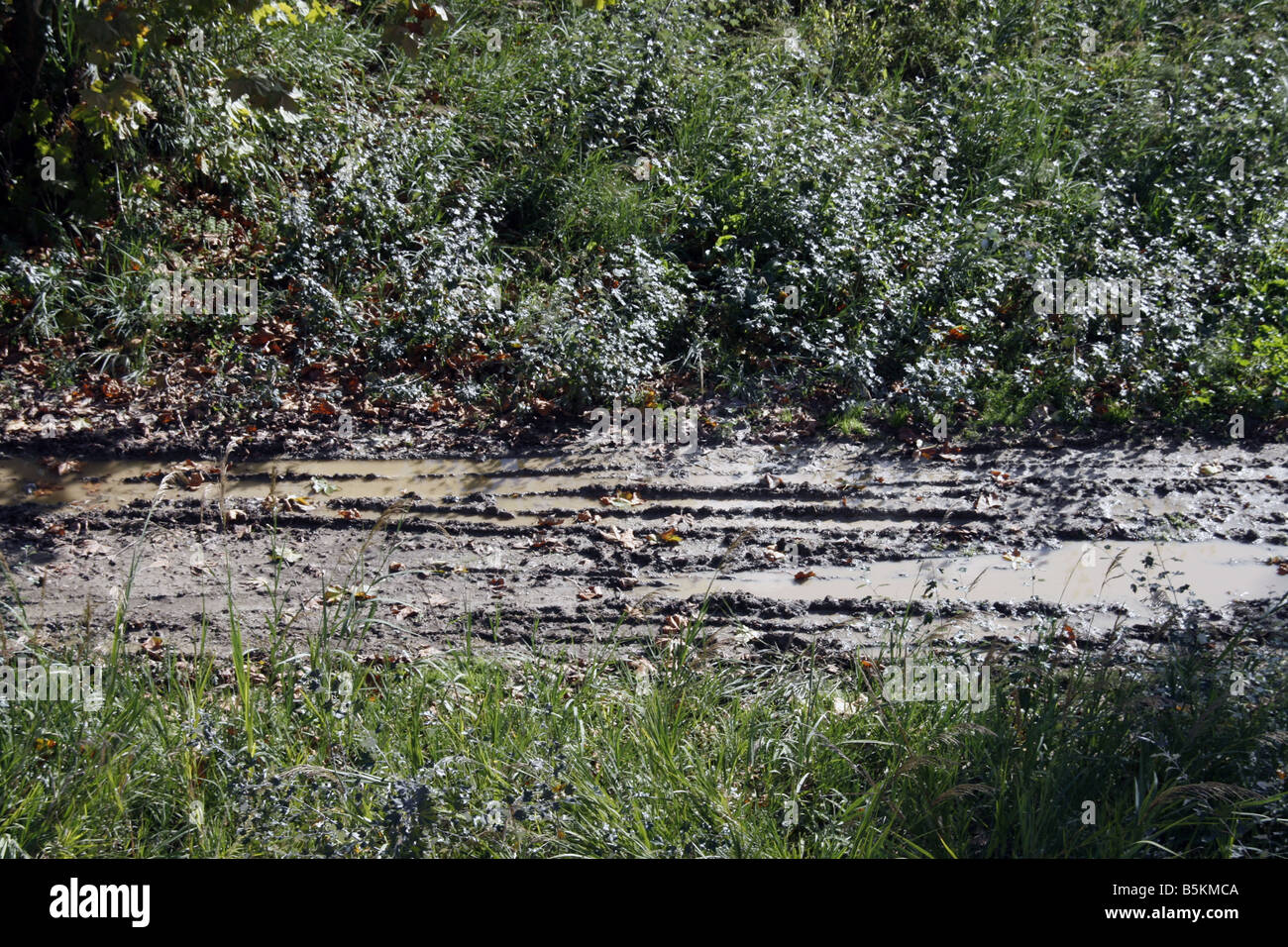 wheel tracks in mud on rural track lane in country Stock Photo - Alamy