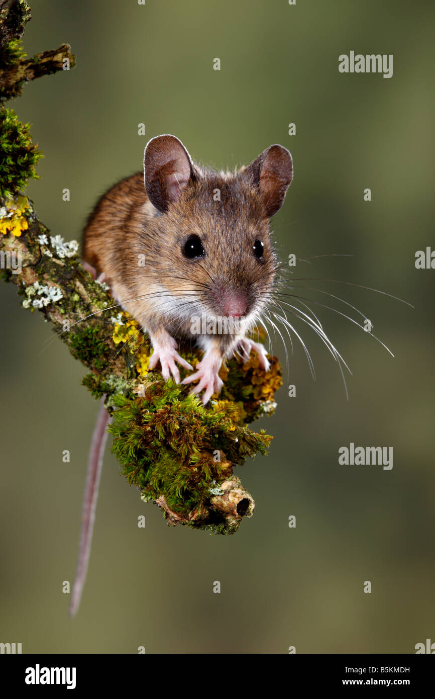 Yellow necked mouse hi-res stock photography and images - Alamy