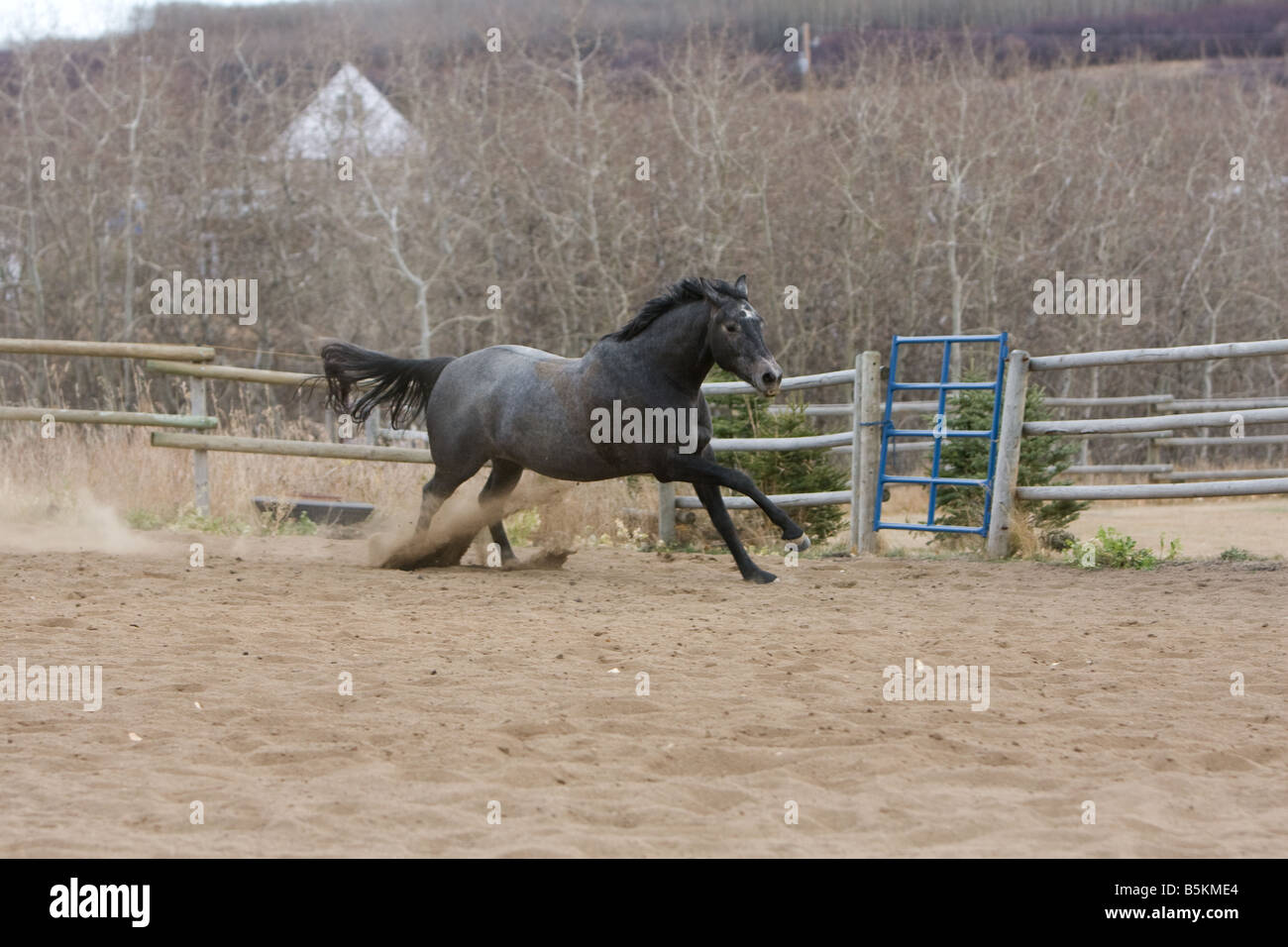 Grey or blue roan horse galloping around a sand riding arena Stock ...