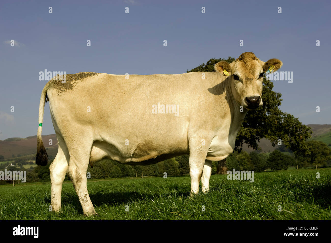 Cattle dairy jersey herd hi-res stock photography and images - Alamy