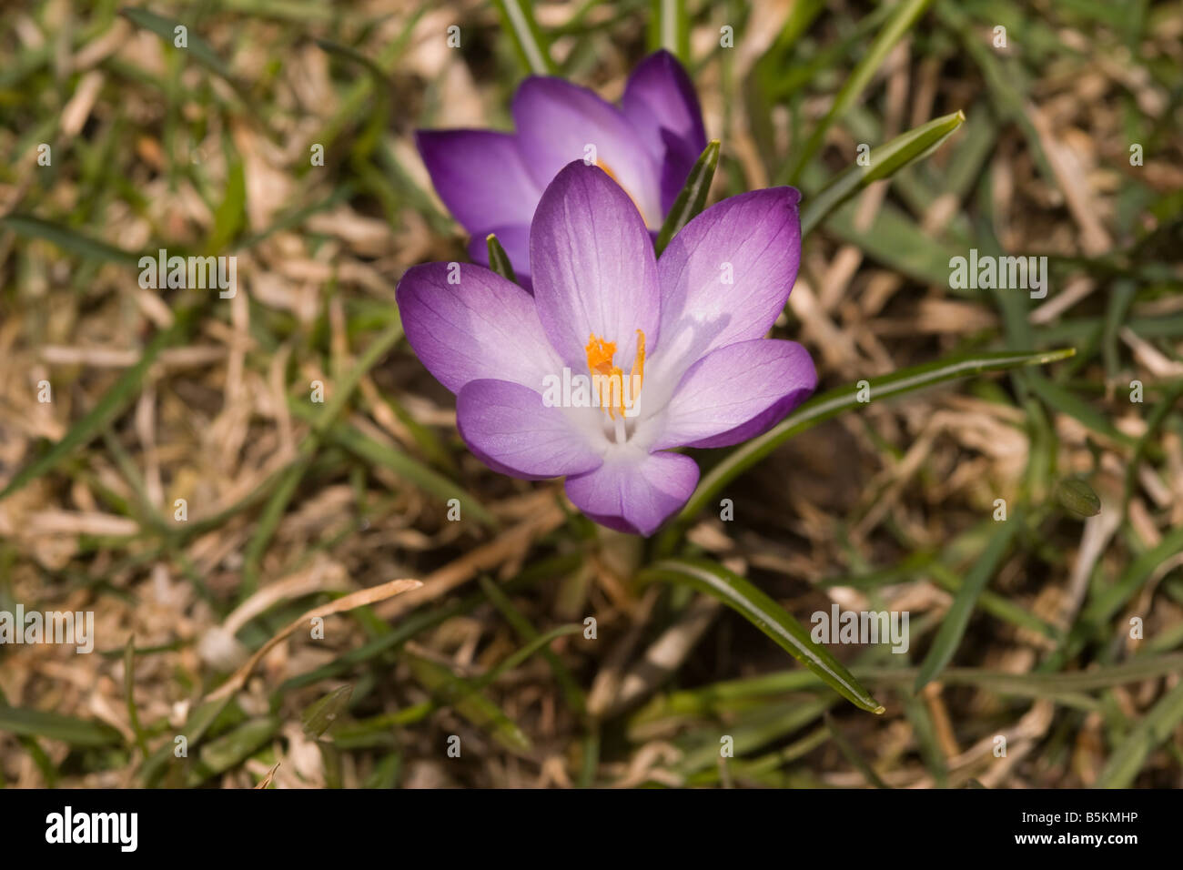 Longiflorus Stock Photos & Longiflorus Stock Images - Alamy