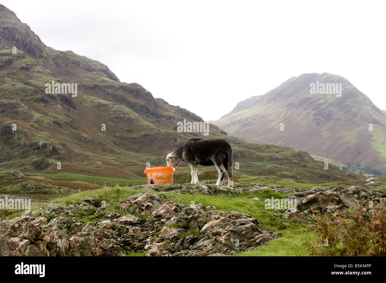 High energy bucket for sheep hi-res stock photography and images - Alamy