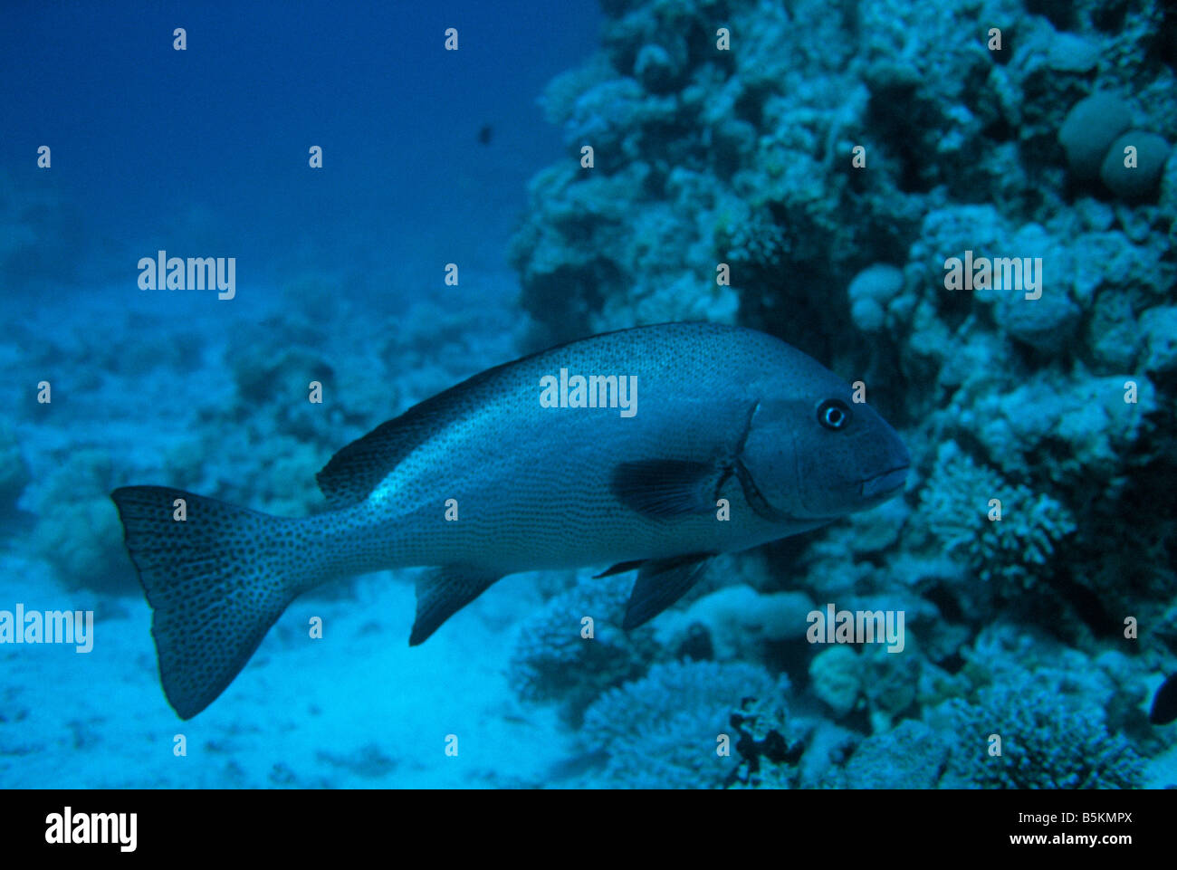 Bigg tropical fish, Red sea Stock Photo - Alamy