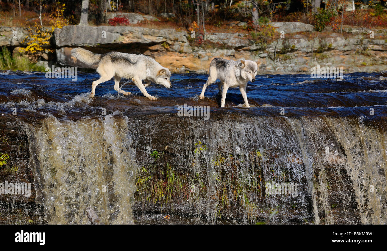 Wolves looking over the edge of a waterfall on the Kettle River Banning ...