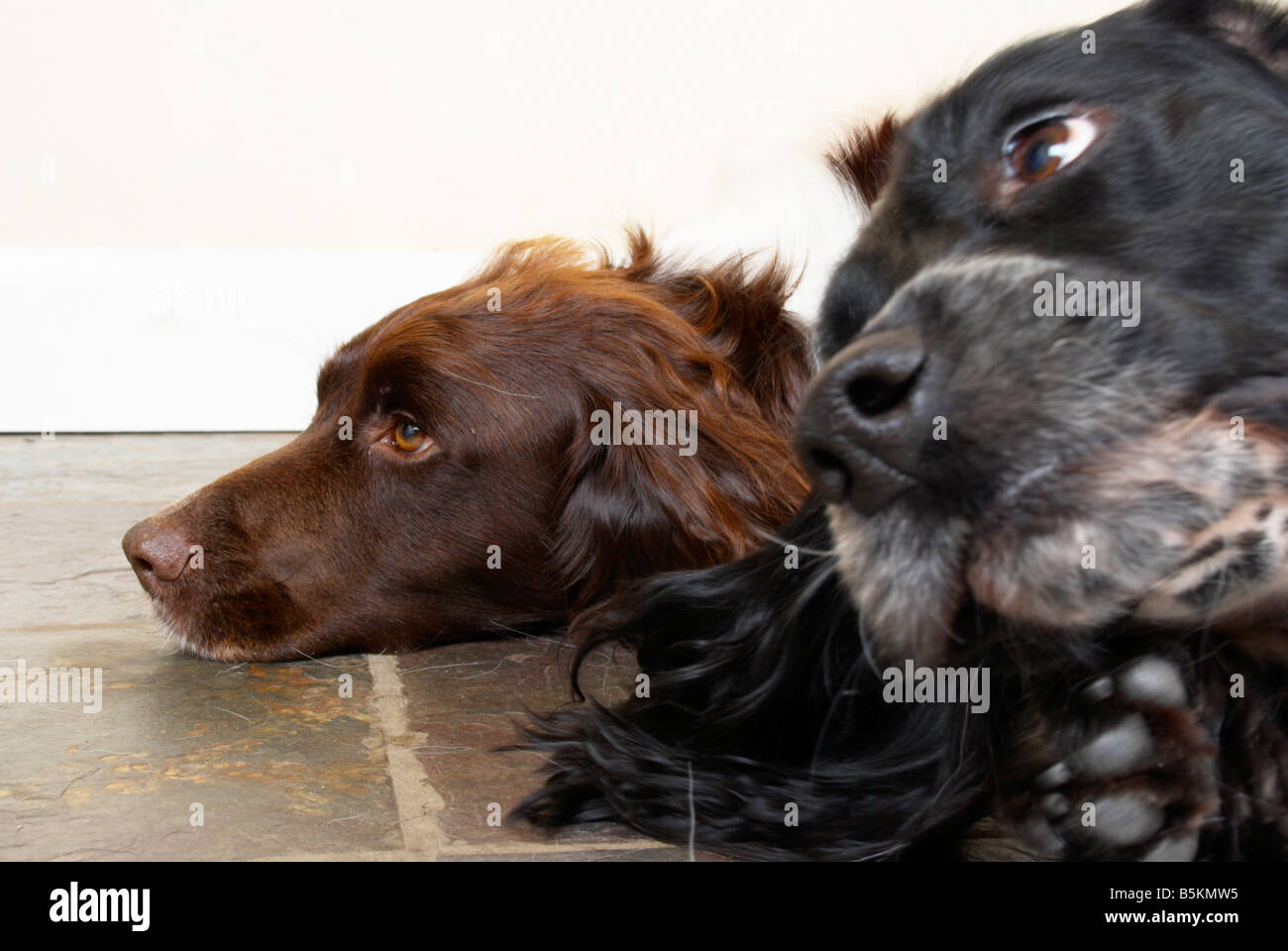 English springer spaniels (working gun dogs Stock Photo - Alamy