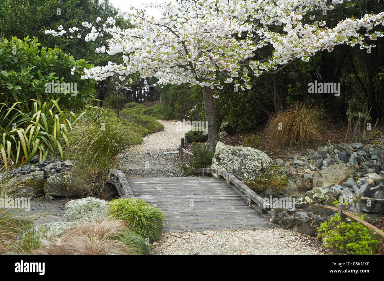 Spring Blossom Miyazu Japanese Garden Nelson South Island New Zealand ...