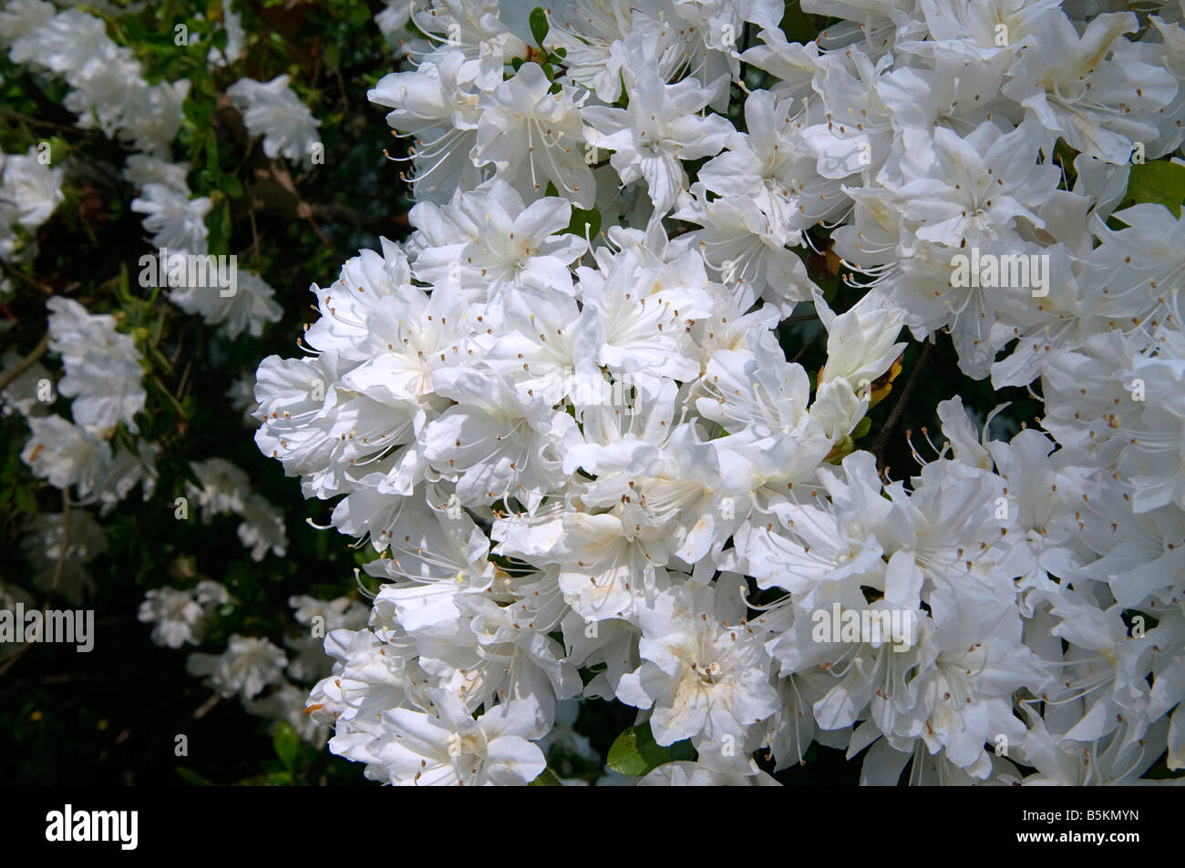 Azaleas bushes hi-res stock photography and images - Alamy