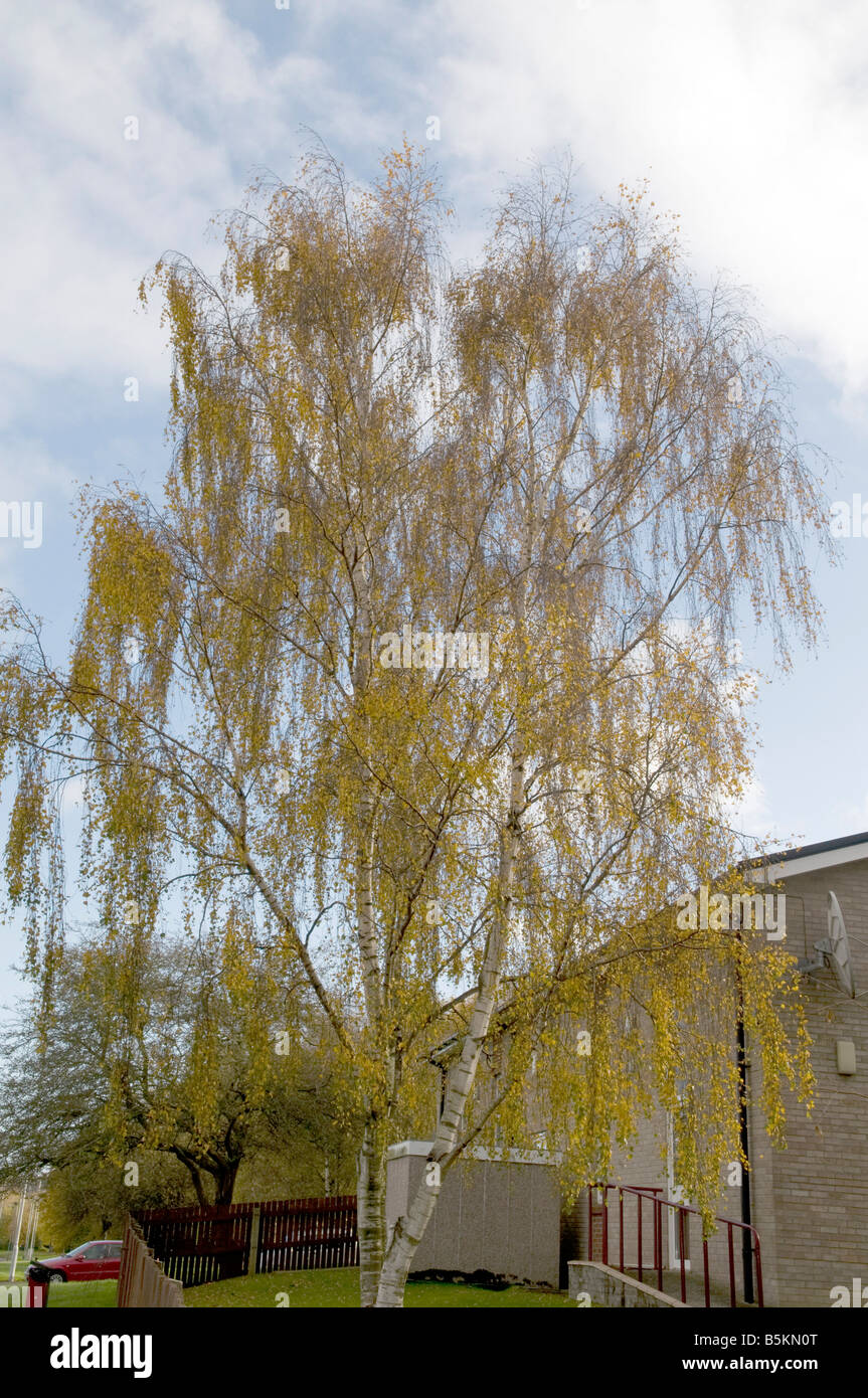 Weeping willow tree golden hi-res stock photography and images - Alamy