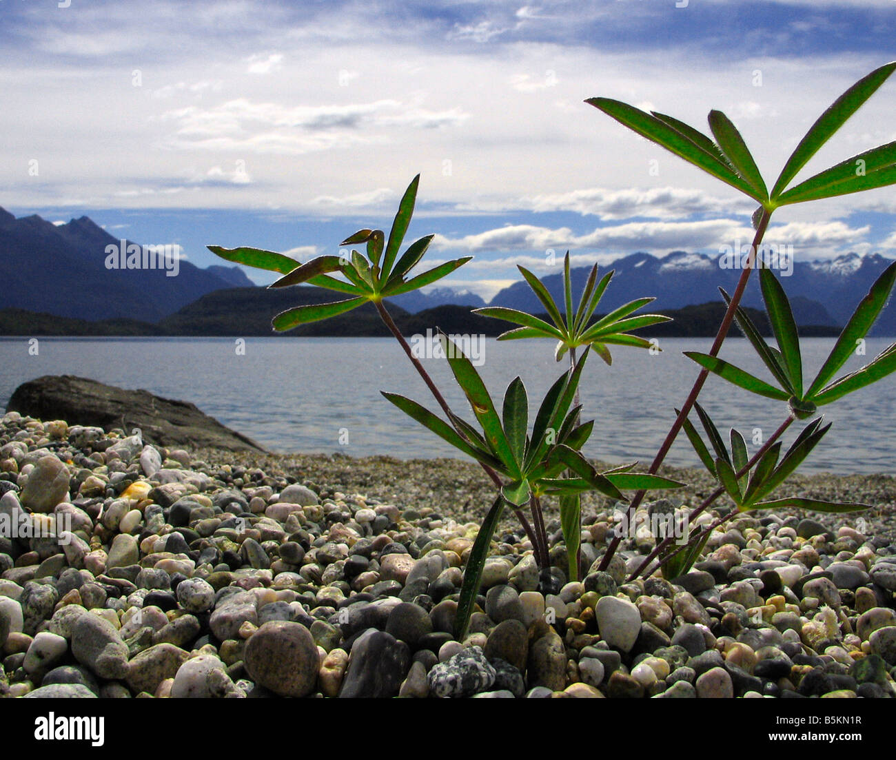 Lupin seedling sprouting and growing on stony shore of Lake Manapouri ...